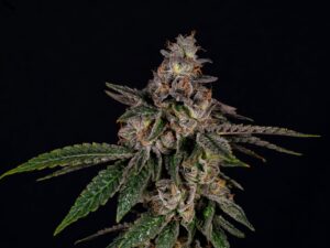 Runtz Clones (Zkittles x Gelato) - Clones On Fire