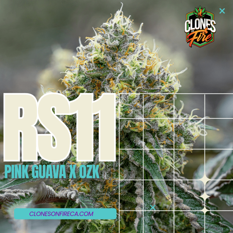 Home - Clones On Fire