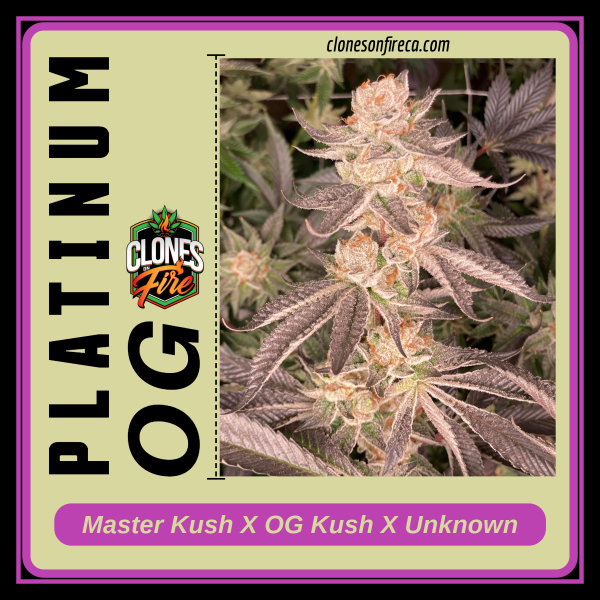 Platinum OG Clones (Master Kush x OG Kush) - Clones On Fire