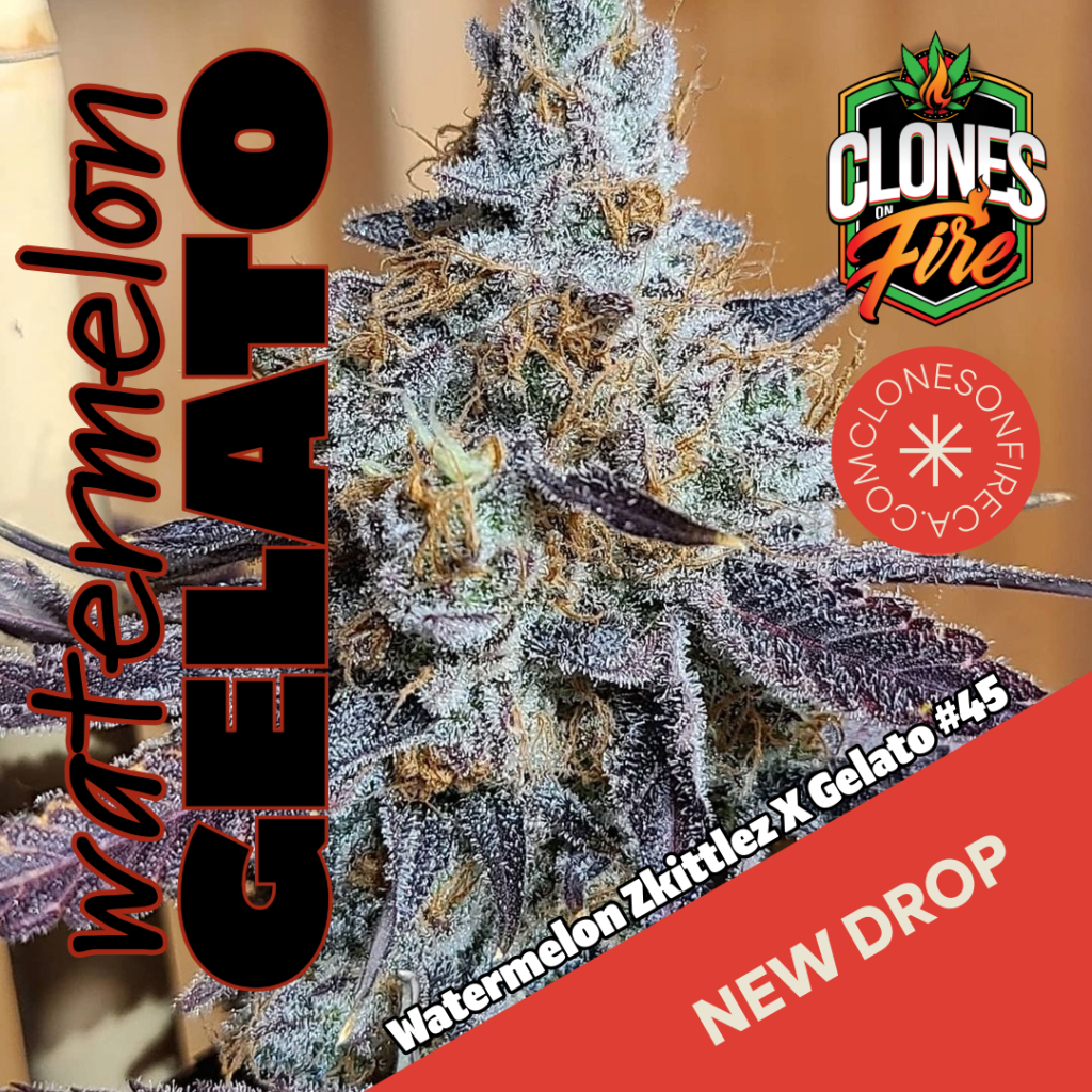 Watermelon Gelato Clones - Clones On Fire