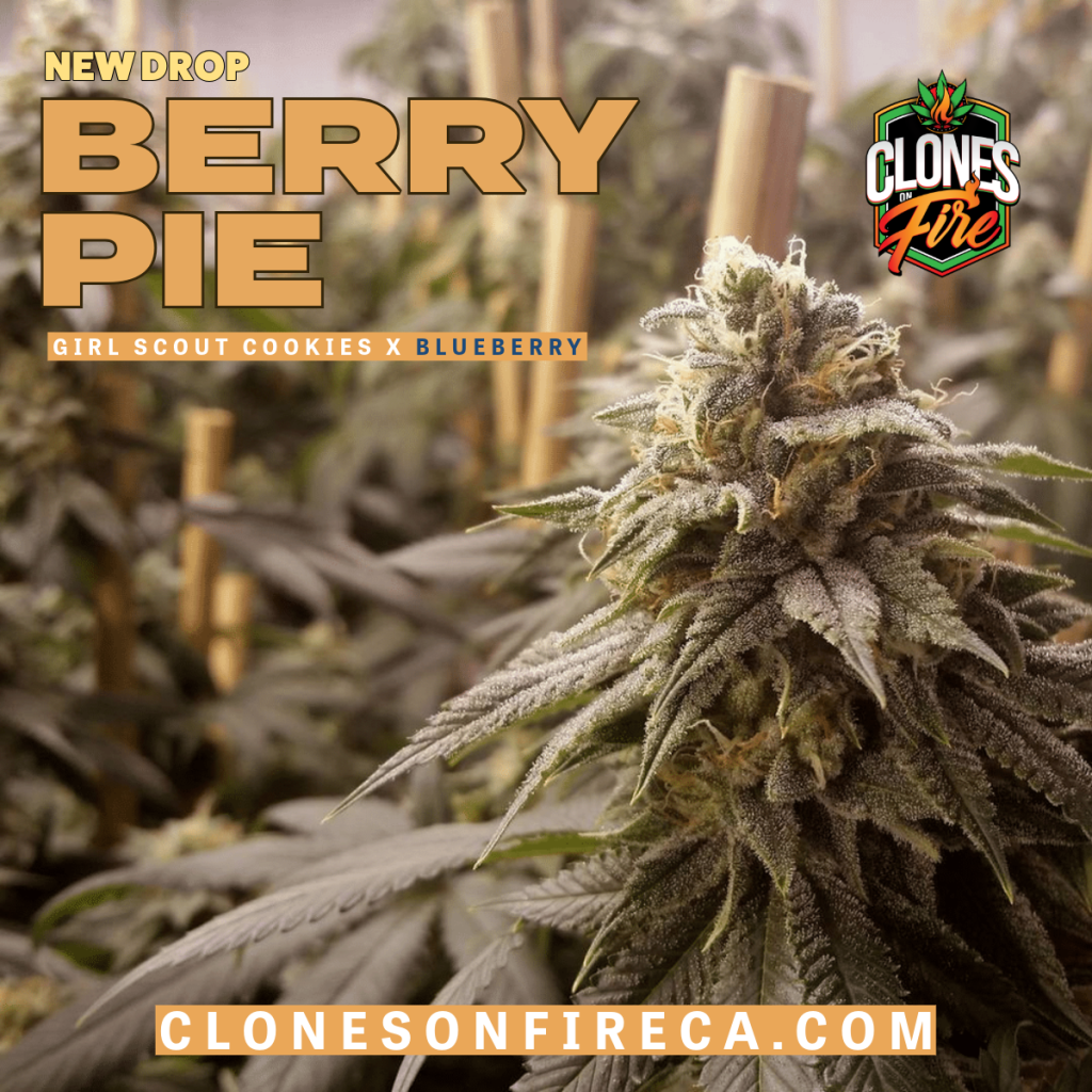 Berry Pie Clones - Clones On Fire